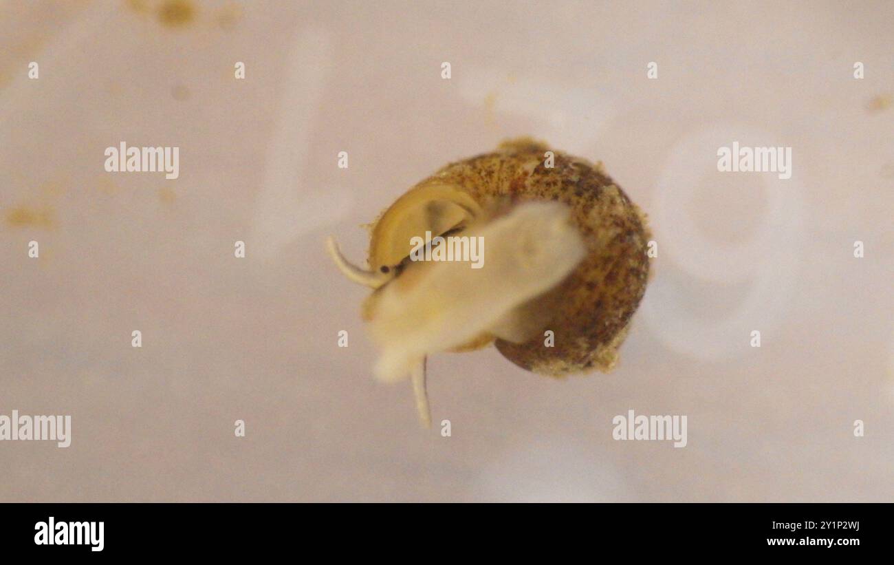 Hydrobiid Mud Snails (Hydrobiidae) Mollusca Stock Photo - Alamy