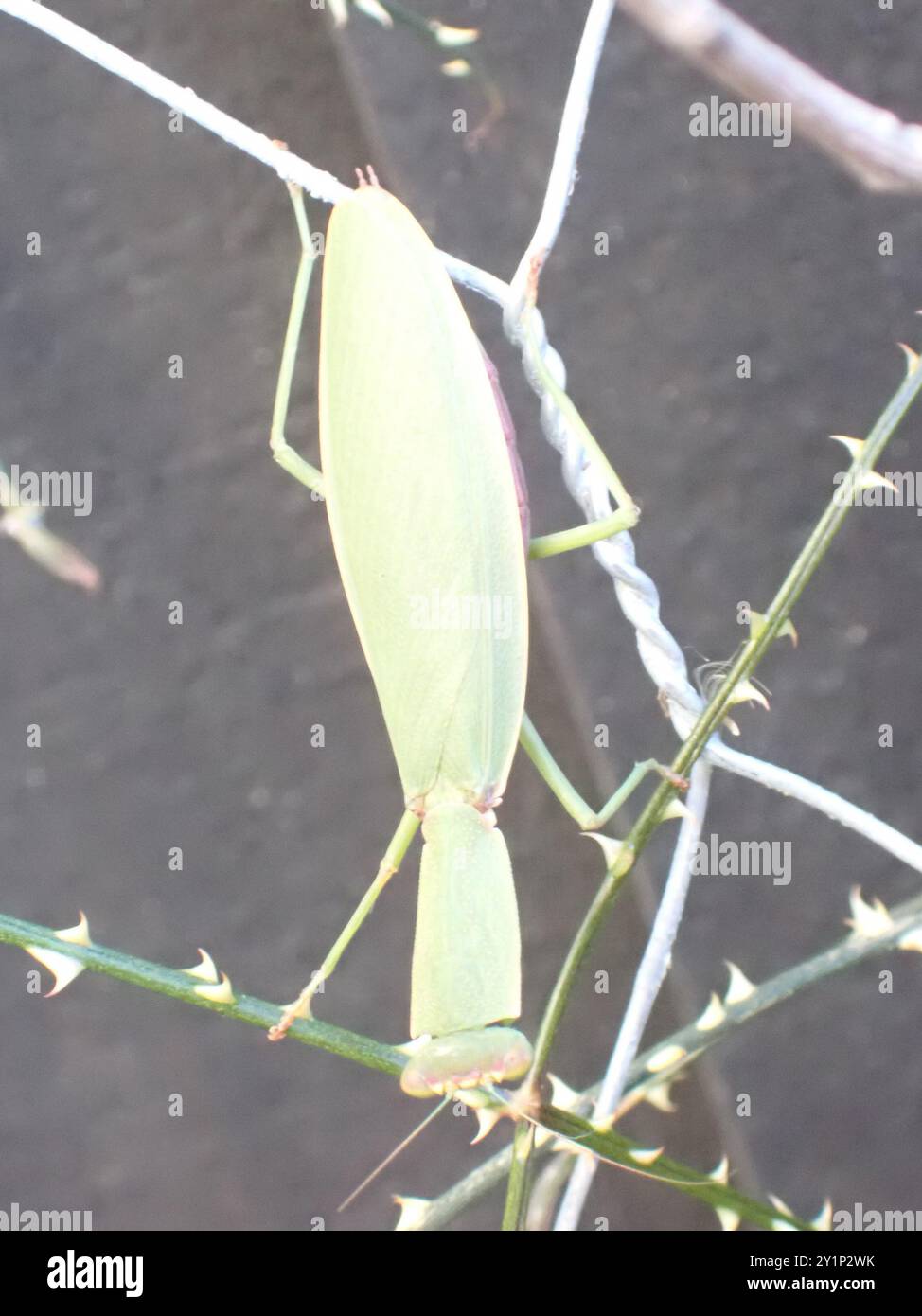 New Zealand Mantis (Orthodera novaezealandiae) Insecta Stock Photo - Alamy