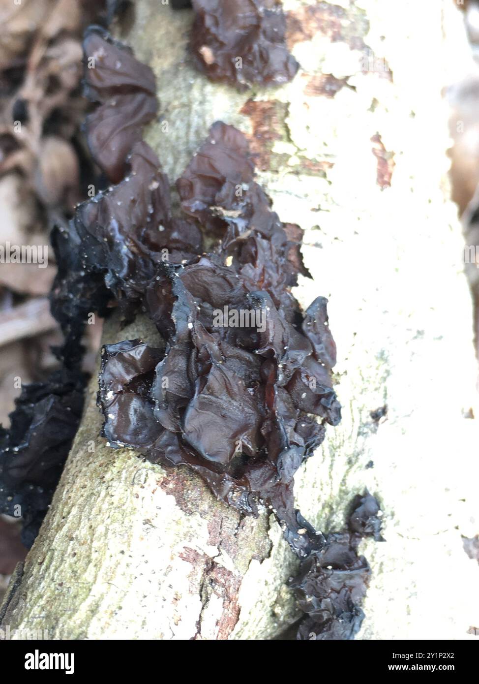 American Amber Jelly Fungus (Exidia crenata) Fungi Stock Photo - Alamy