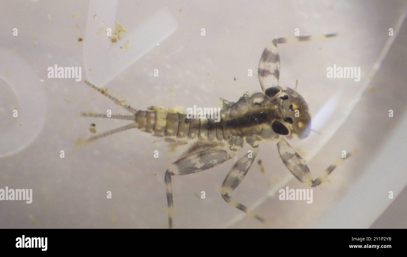 Light Cahills (Stenacron) Insecta Stock Photo - Alamy