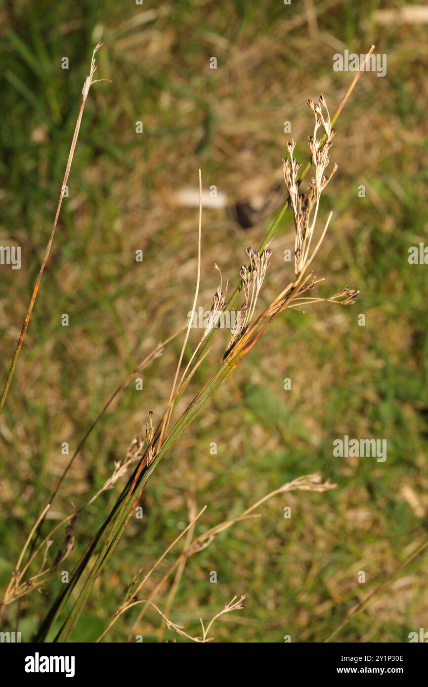 Hard Rush (Juncus inflexus) Plantae Stock Photo - Alamy