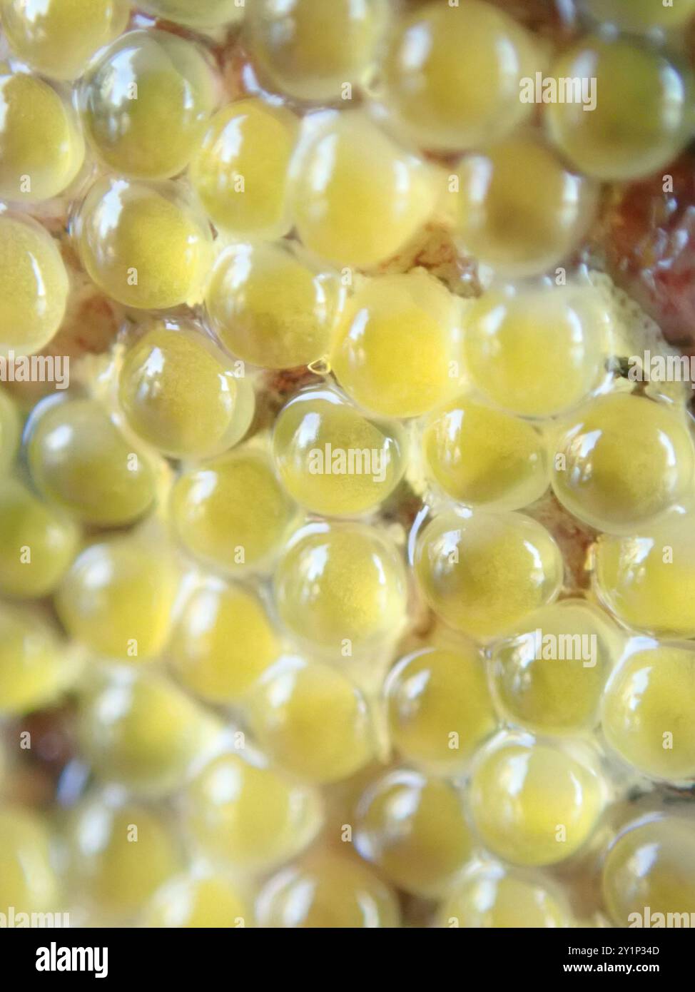 Northern Clingfish (Gobiesox maeandricus) Actinopterygii Stock Photo ...