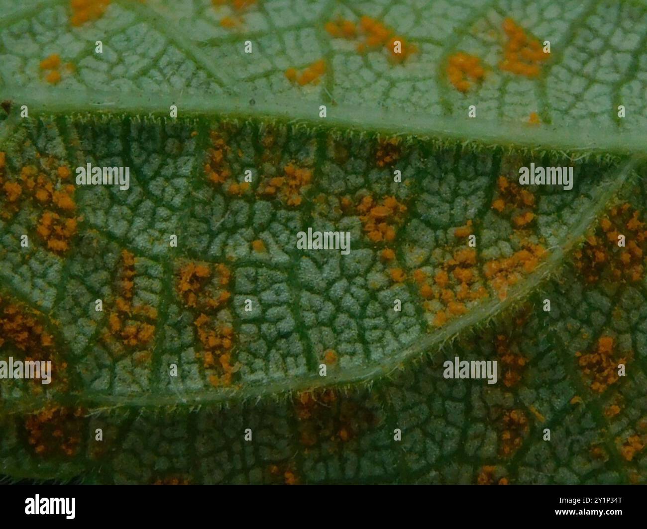 rust fungi (Pucciniales) Fungi Stock Photo - Alamy