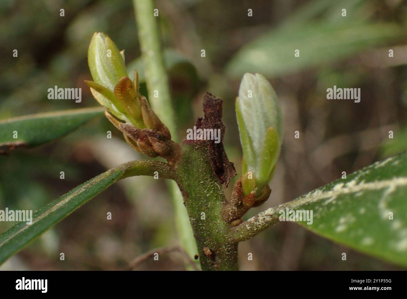 Swamp Bay (Persea palustris) Plantae Stock Photo - Alamy
