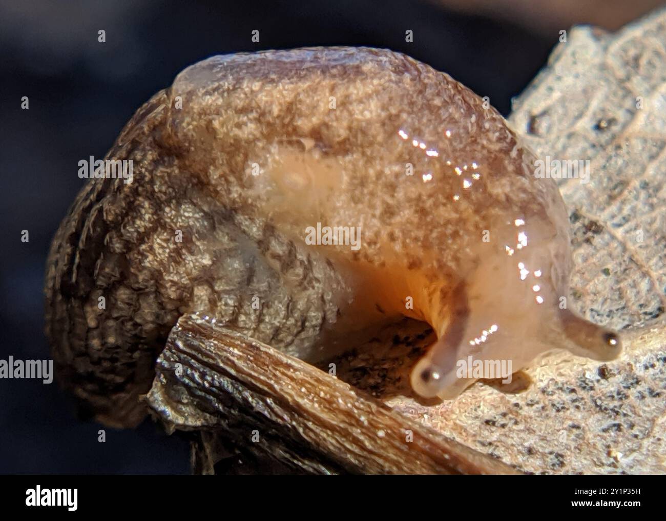 Milky Slug (Deroceras reticulatum) Mollusca Stock Photo - Alamy