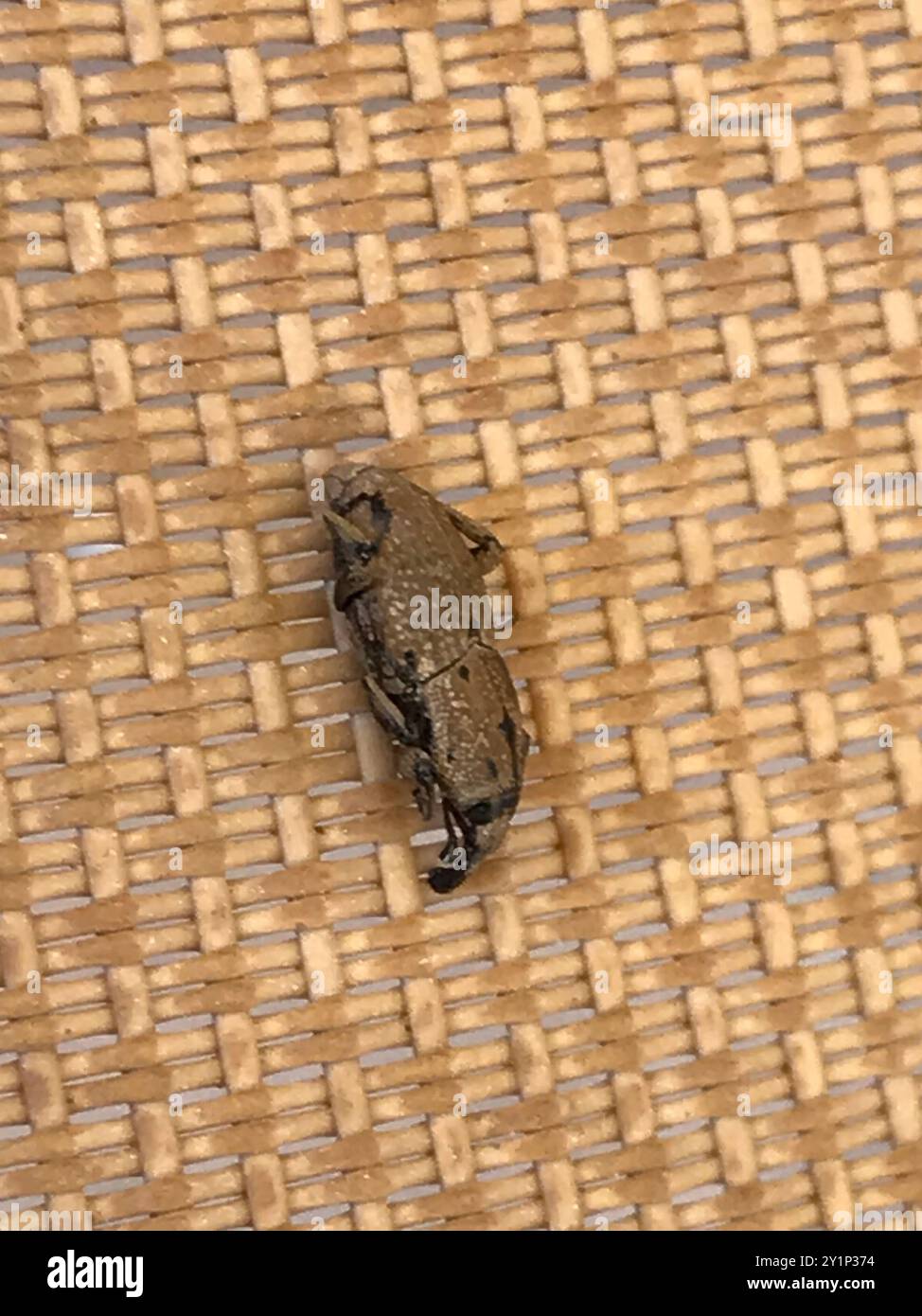 Billbug Weevils (Sphenophorus) Insecta Stock Photo - Alamy