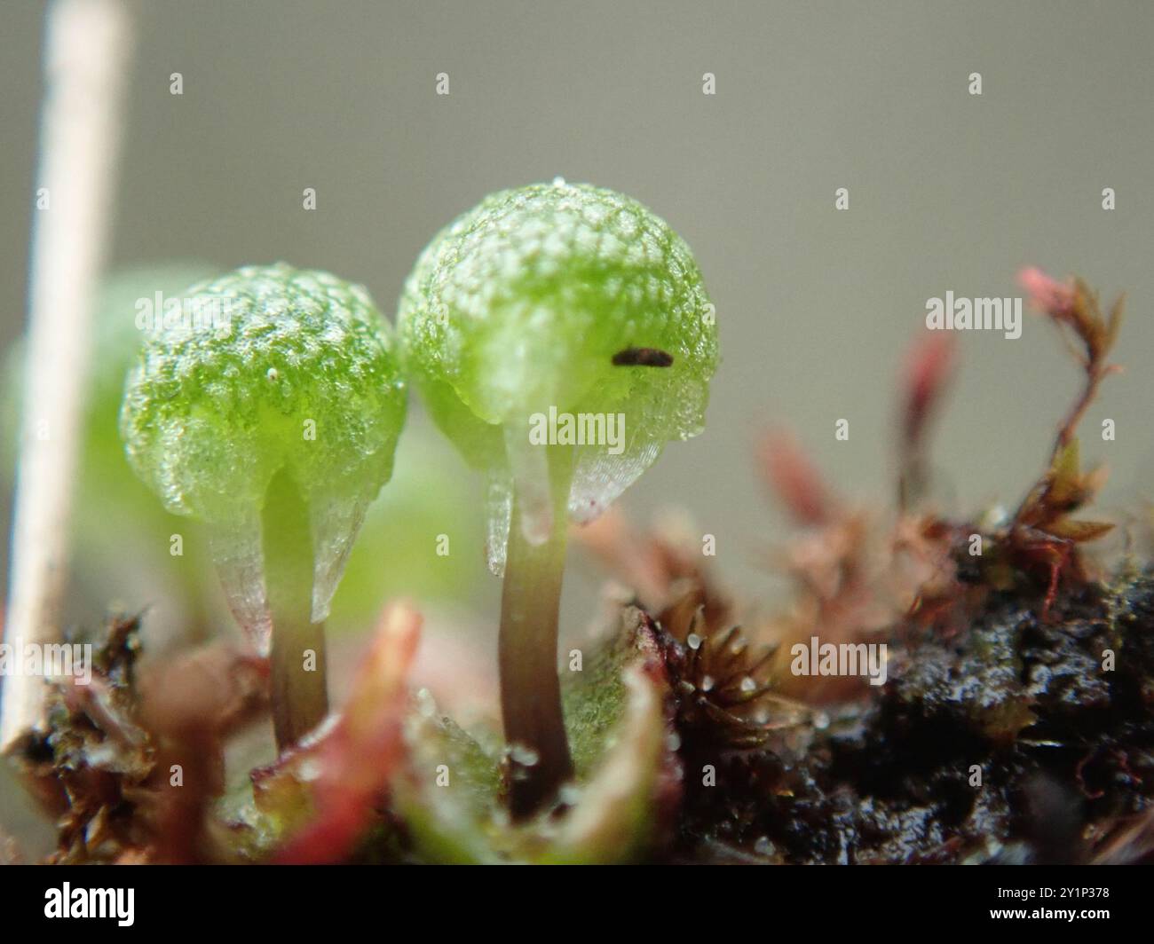 Thin Starwort (Mannia gracilis) Plantae Stock Photo - Alamy