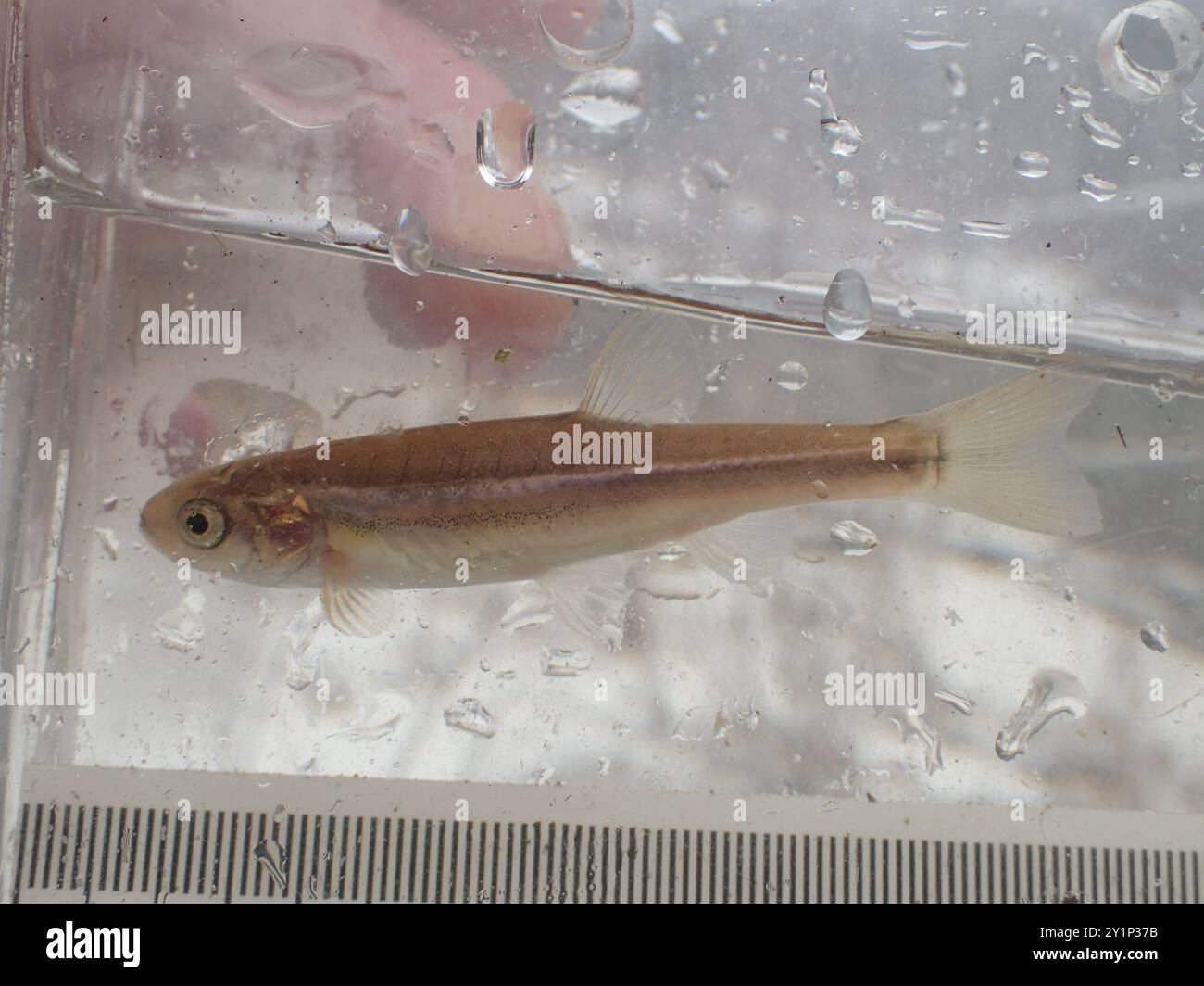 Redbelly Daces and Allies (Chrosomus) Actinopterygii Stock Photo - Alamy