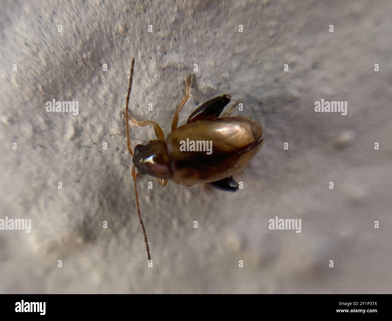 (Longitarsus melanocephalus) Insecta Stock Photo - Alamy