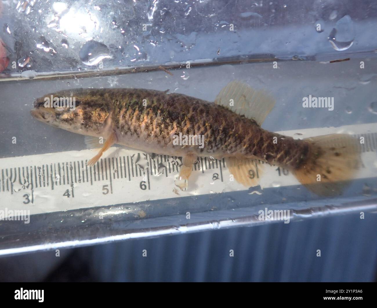 Central Mudminnow (Umbra limi) Actinopterygii Stock Photo - Alamy