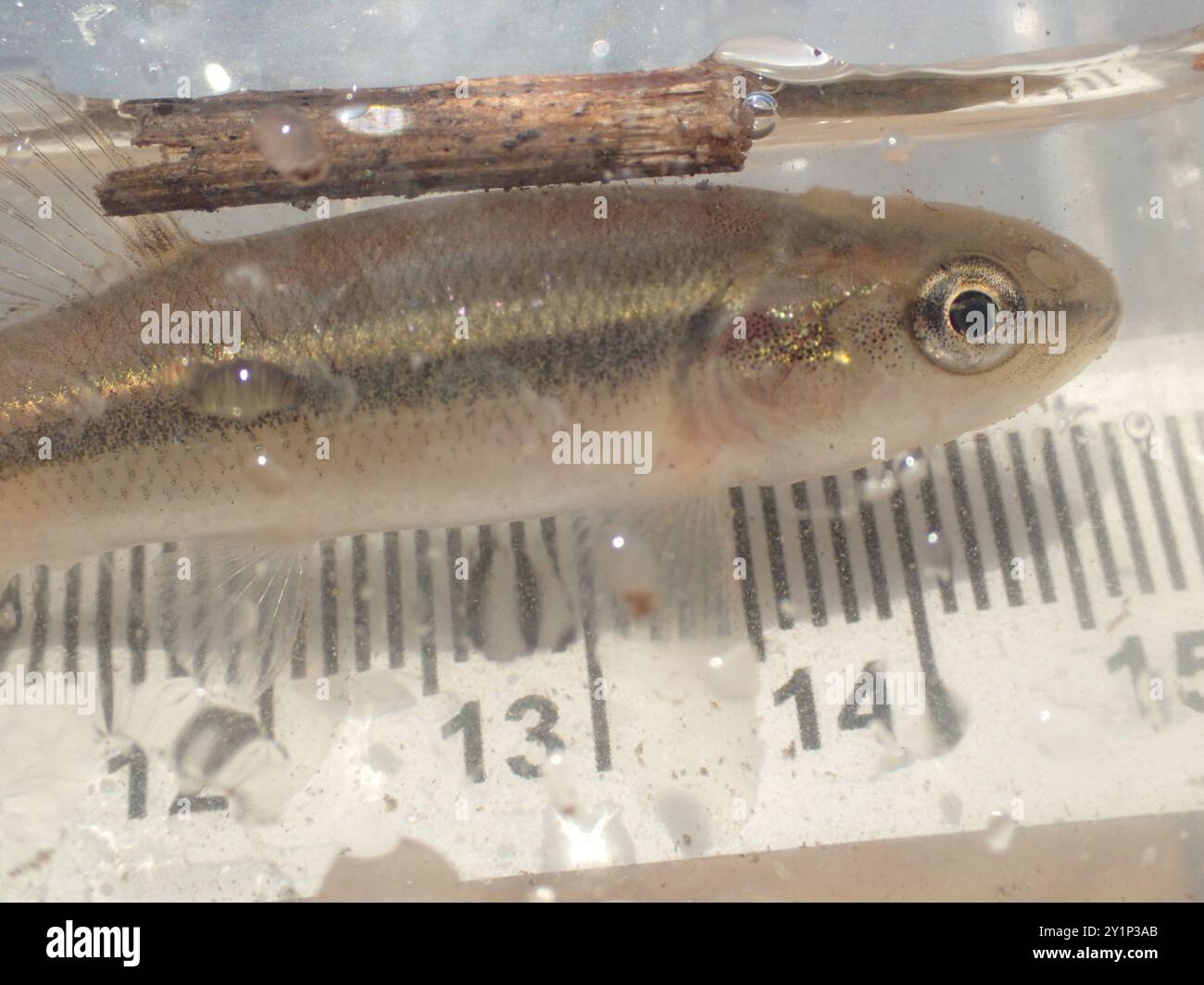 Creek Chub (Semotilus atromaculatus) Actinopterygii Stock Photo - Alamy