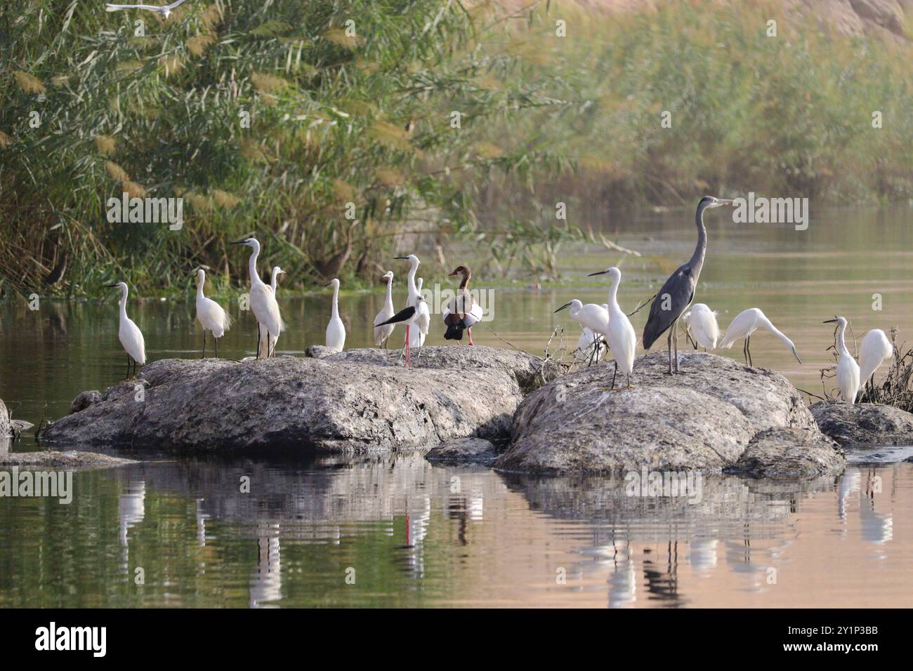 water birds on the River Nile in Aswan, Egypt Stock Photo - Alamy