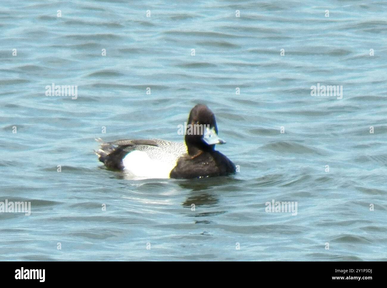 Lesser Scaup (Aythya affinis) Aves Stock Photo - Alamy