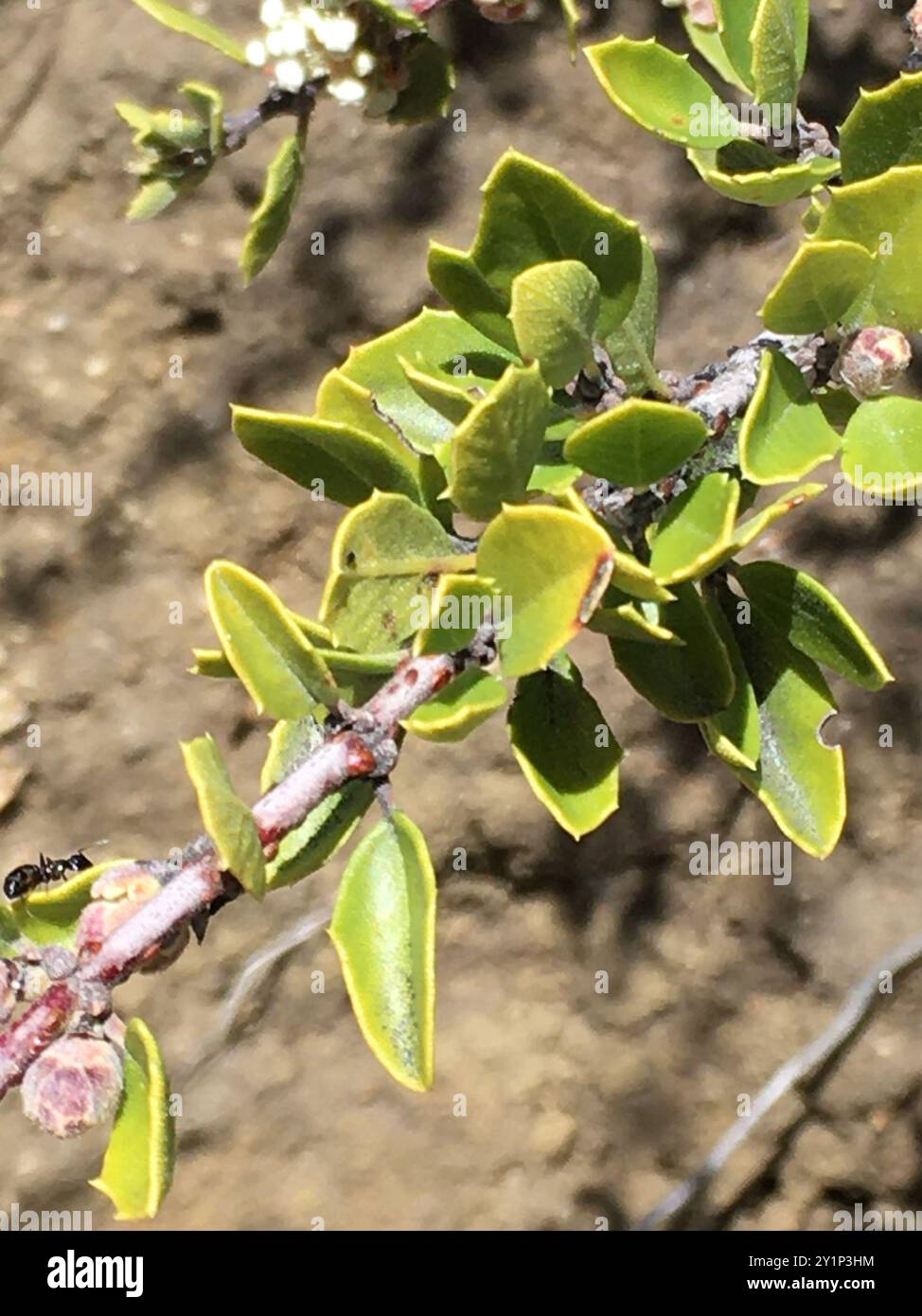 Cupped Leaf Ceanothus (Ceanothus perplexans) Plantae Stock Photo - Alamy