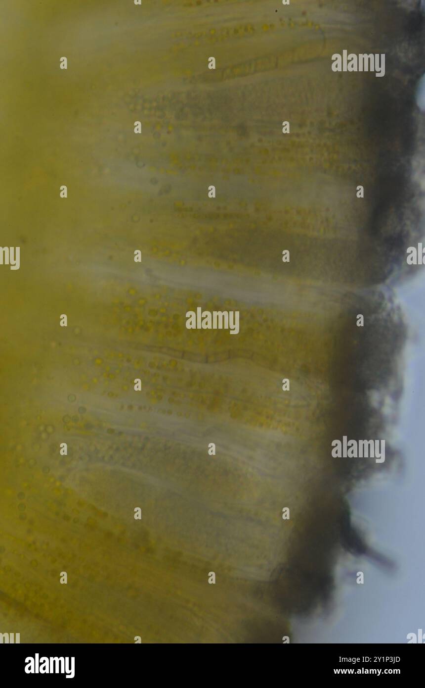 (Zythia resinae) Fungi Stock Photo - Alamy