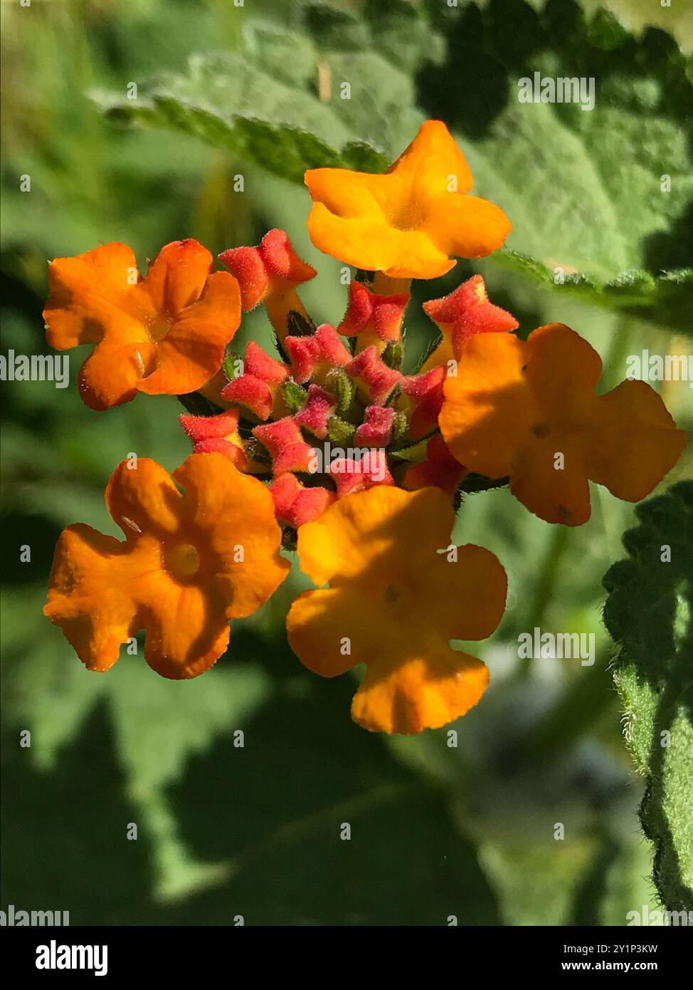 lantanas (Lantana) Plantae Stock Photo - Alamy