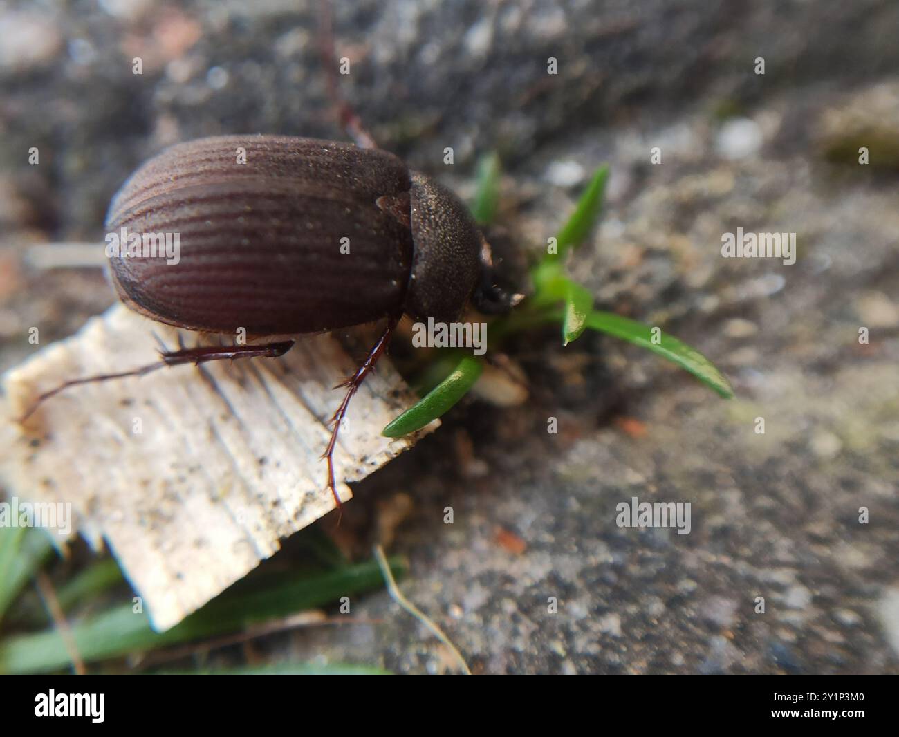 (Maladera holosericea) Insecta Stock Photo - Alamy