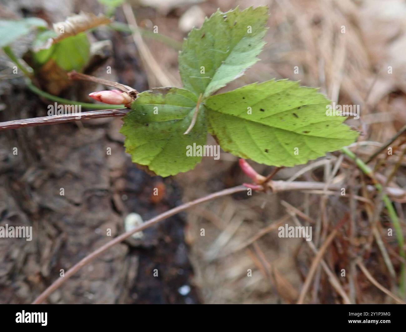 brambles (Rubus) Plantae Stock Photo - Alamy