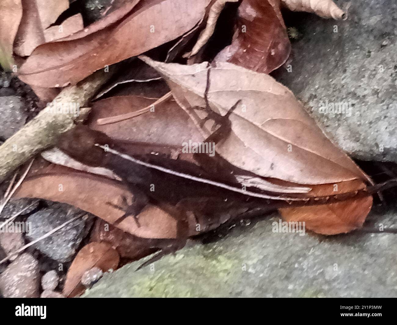 Anolis humilis hi-res stock photography and images - Alamy