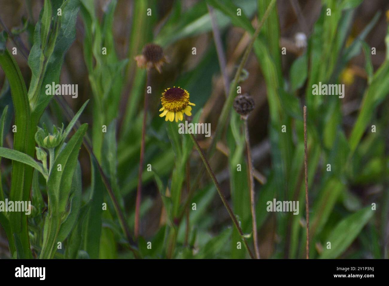 Rosilla (Helenium puberulum) Plantae Stock Photo - Alamy