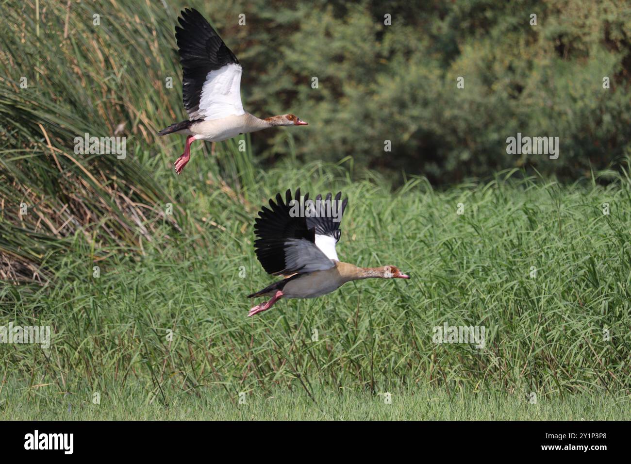 water birds on the River Nile in Aswan, Egypt Stock Photo - Alamy
