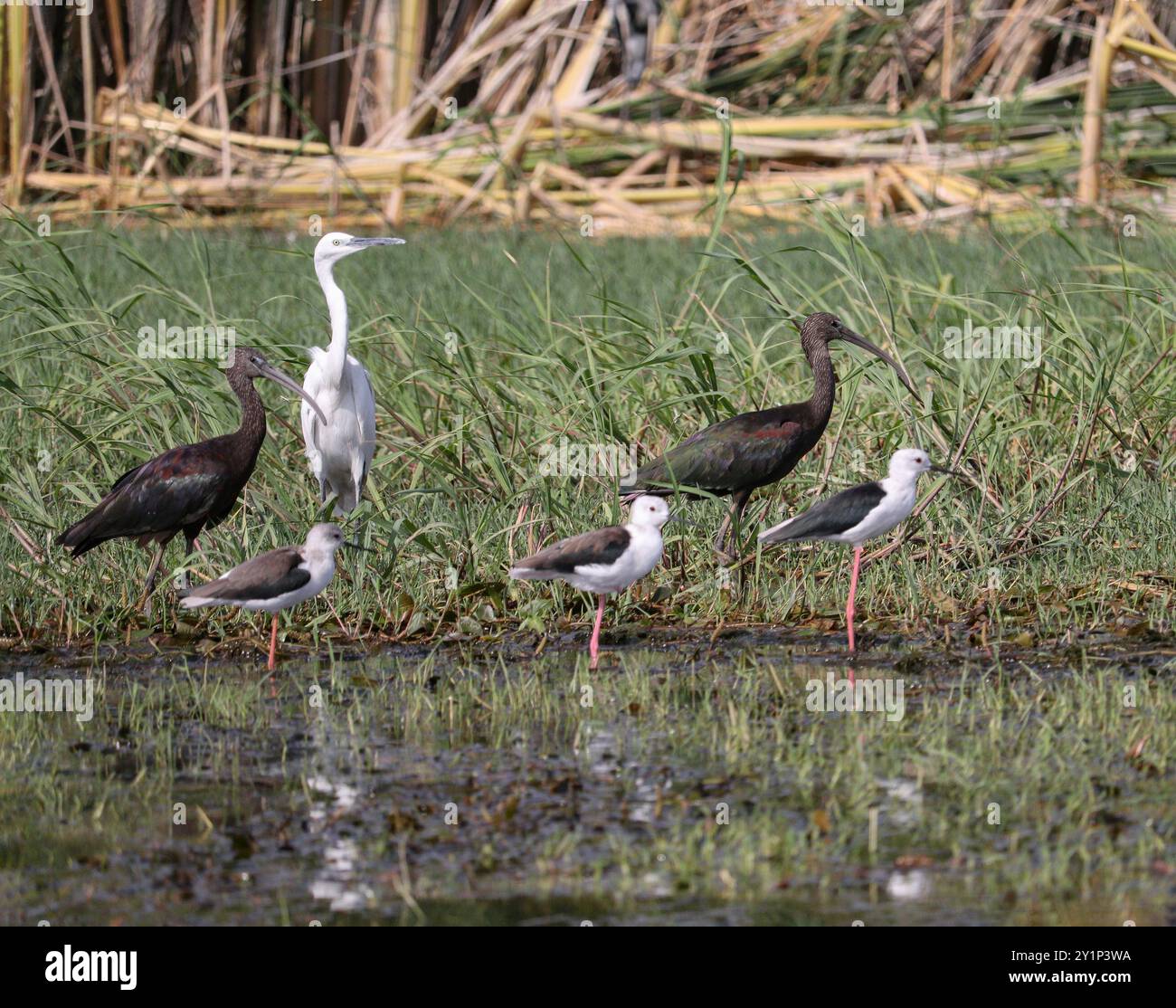 Nile River Birds Birds Of The River Nile: Long Tailed Cormorant,