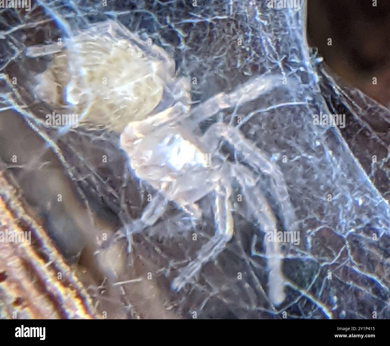 Hackledmesh Weavers (Amaurobiidae) Arachnida Stock Photo - Alamy