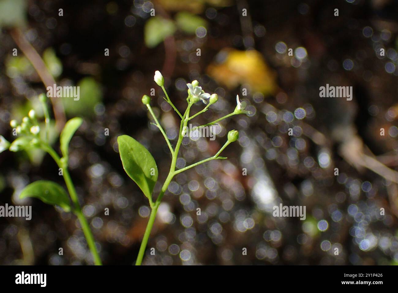 seaside brookweed (Samolus parviflorus) Plantae Stock Photo - Alamy