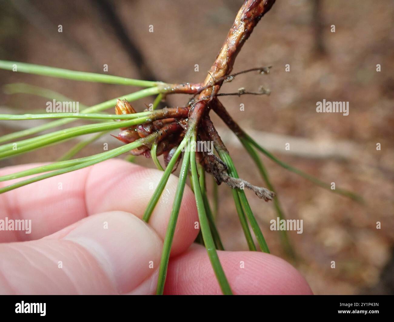 pitch pine (Pinus rigida) Plantae Stock Photo - Alamy
