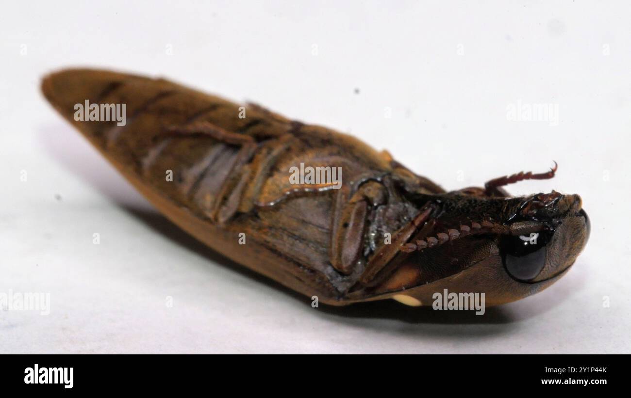 Pyrophorus click beetles hi-res stock photography and images - Alamy