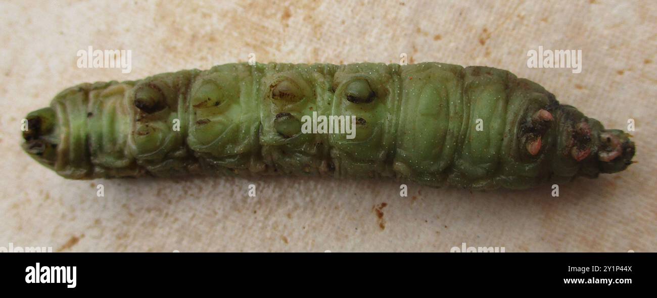 Vine Hawkmoth (Hippotion celerio) Insecta Stock Photo - Alamy