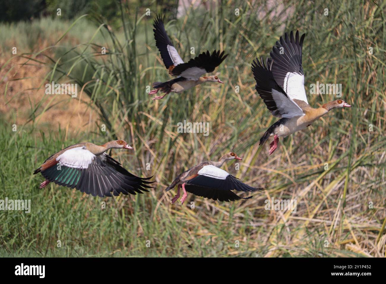 water birds on the River Nile in Aswan, Egypt Stock Photo - Alamy