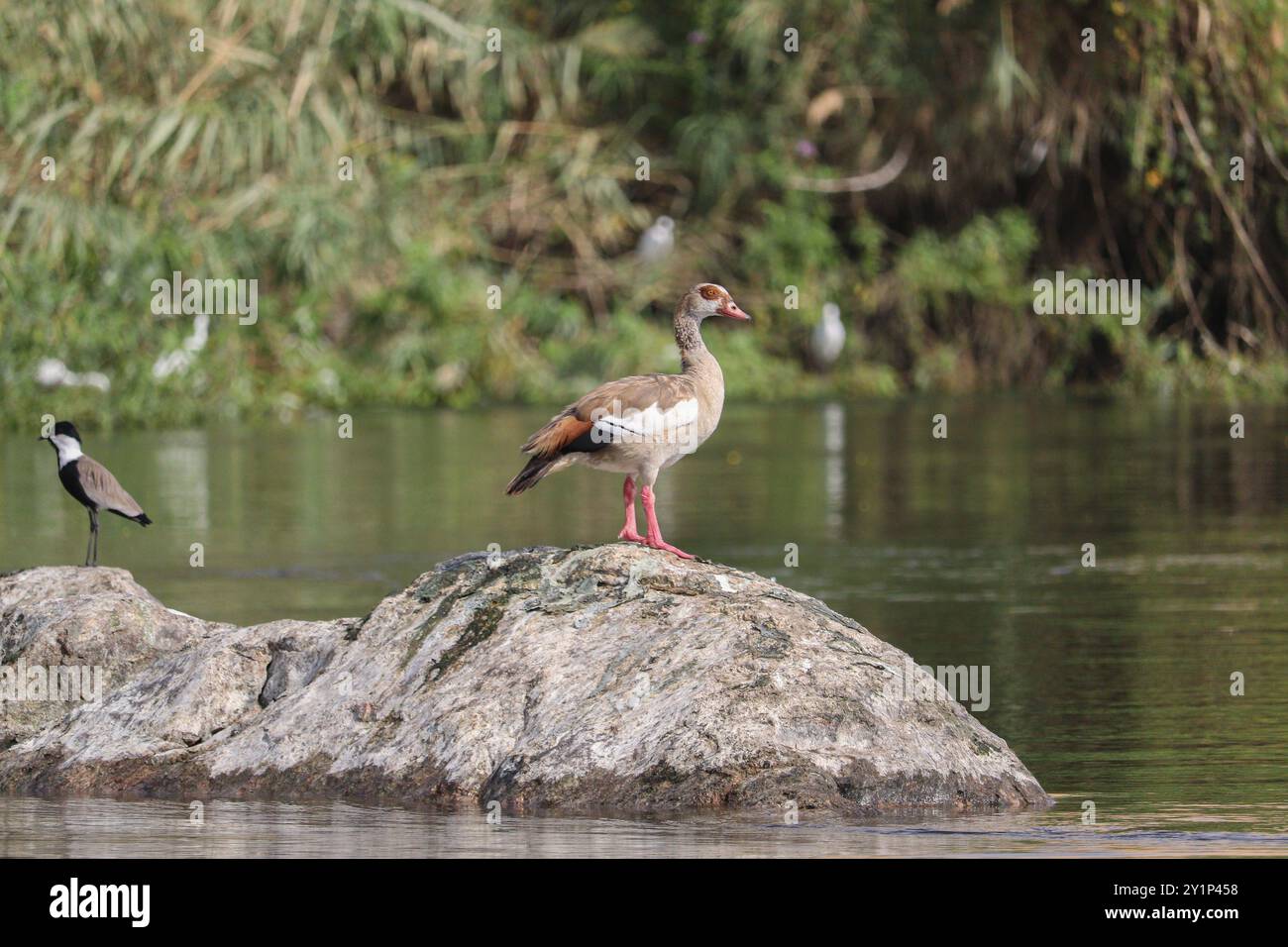 water birds on the River Nile in Aswan, Egypt Stock Photo - Alamy