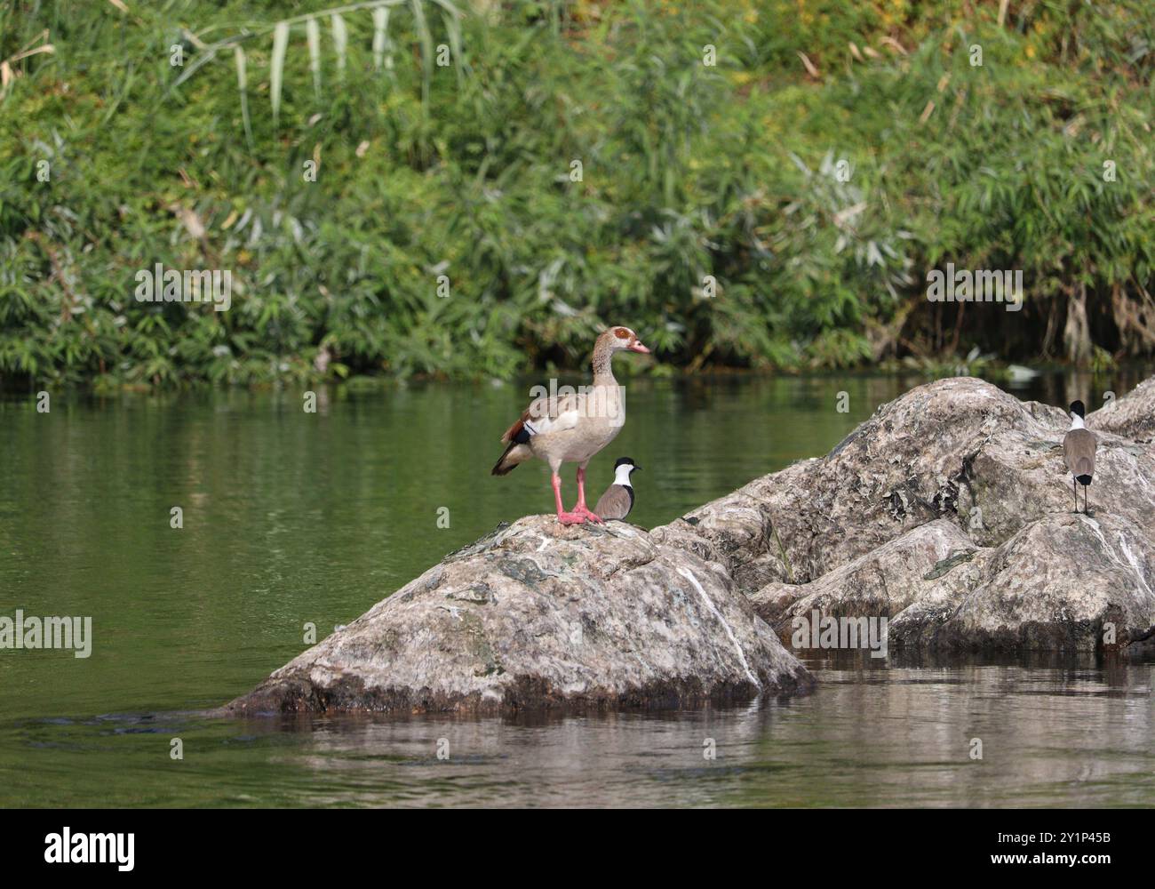 water birds on the River Nile in Aswan, Egypt Stock Photo - Alamy