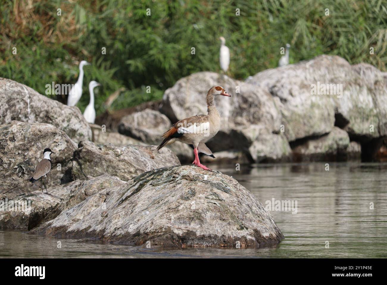 water birds on the River Nile in Aswan, Egypt Stock Photo - Alamy