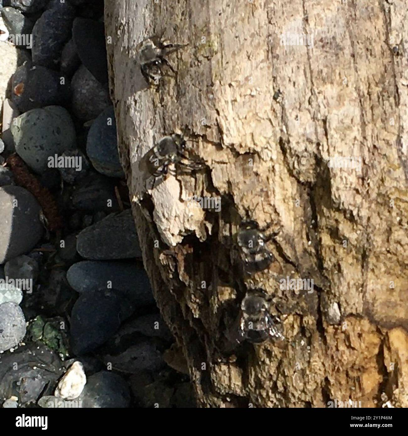 Honey Bees, Bumble Bees, and Allies (Apidae) Insecta Stock Photo - Alamy