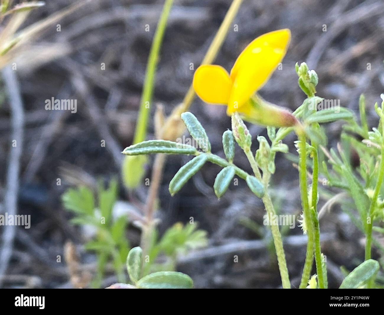 Strigose lotus hi-res stock photography and images - Alamy