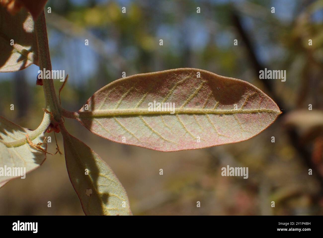 bluejack oak (Quercus incana) Plantae Stock Photo - Alamy