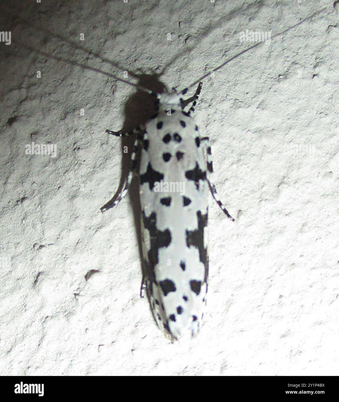 Curved-horn Moths (Gelechioidea) Insecta Stock Photo - Alamy