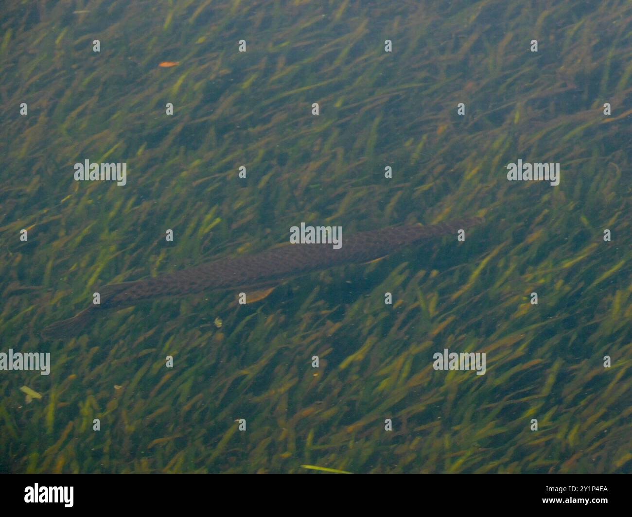 Florida Gar (Lepisosteus platyrhincus) Actinopterygii Stock Photo - Alamy