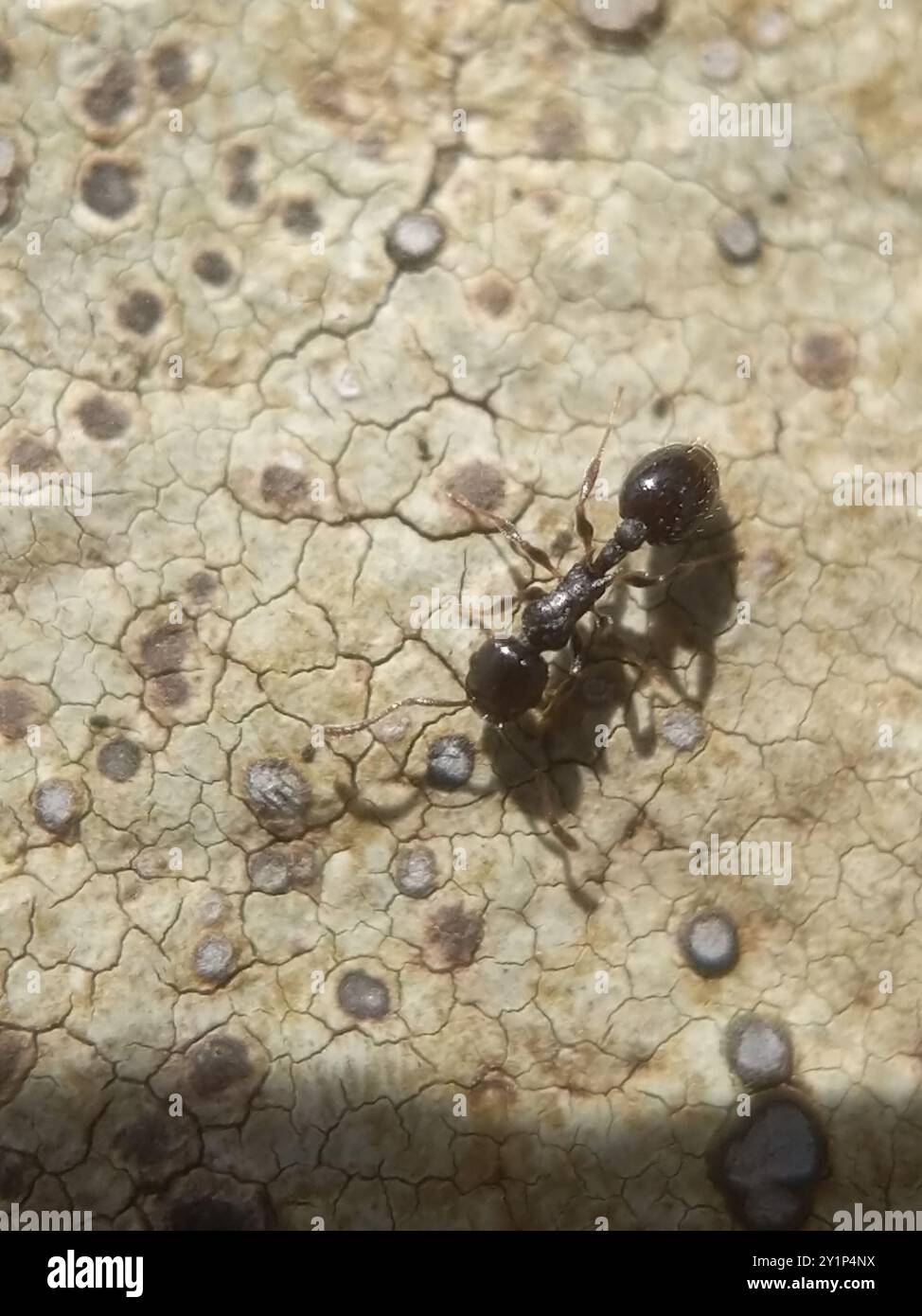 Long-spined Acorn Ant (Temnothorax longispinosus) Insecta Stock Photo ...