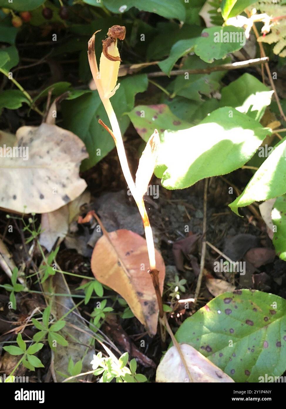 Phantom Orchid (Cephalanthera austiniae) Plantae Stock Photo - Alamy