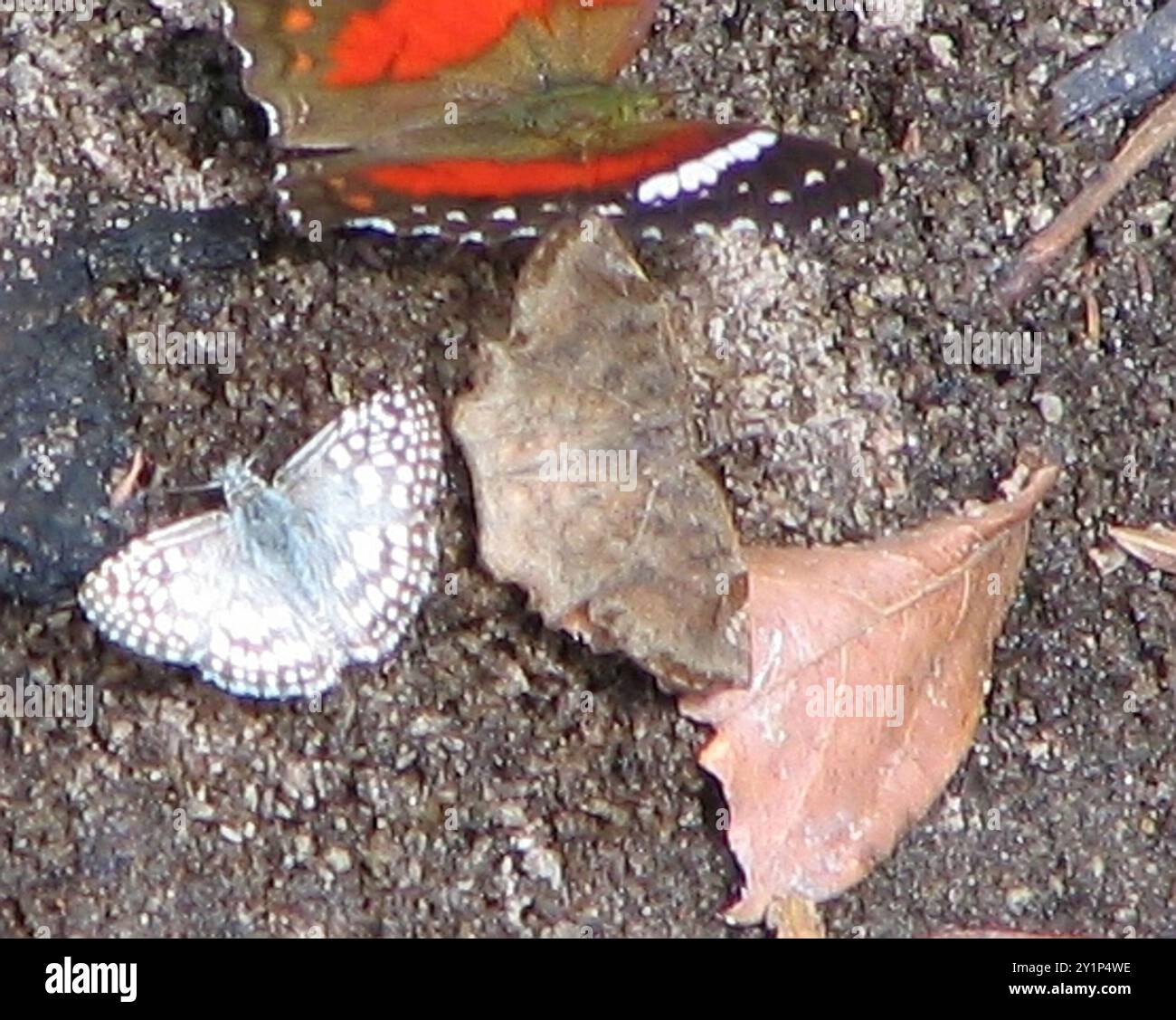 Orcus Checkered-Skipper (Burnsius orcus) Insecta Stock Photo - Alamy