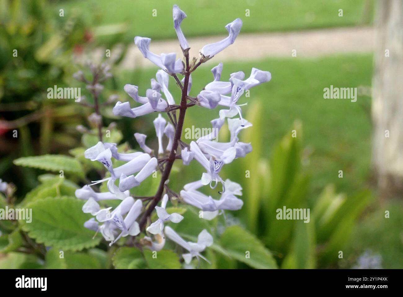 Zulu Spurflower (Plectranthus zuluensis) Plantae Stock Photo - Alamy