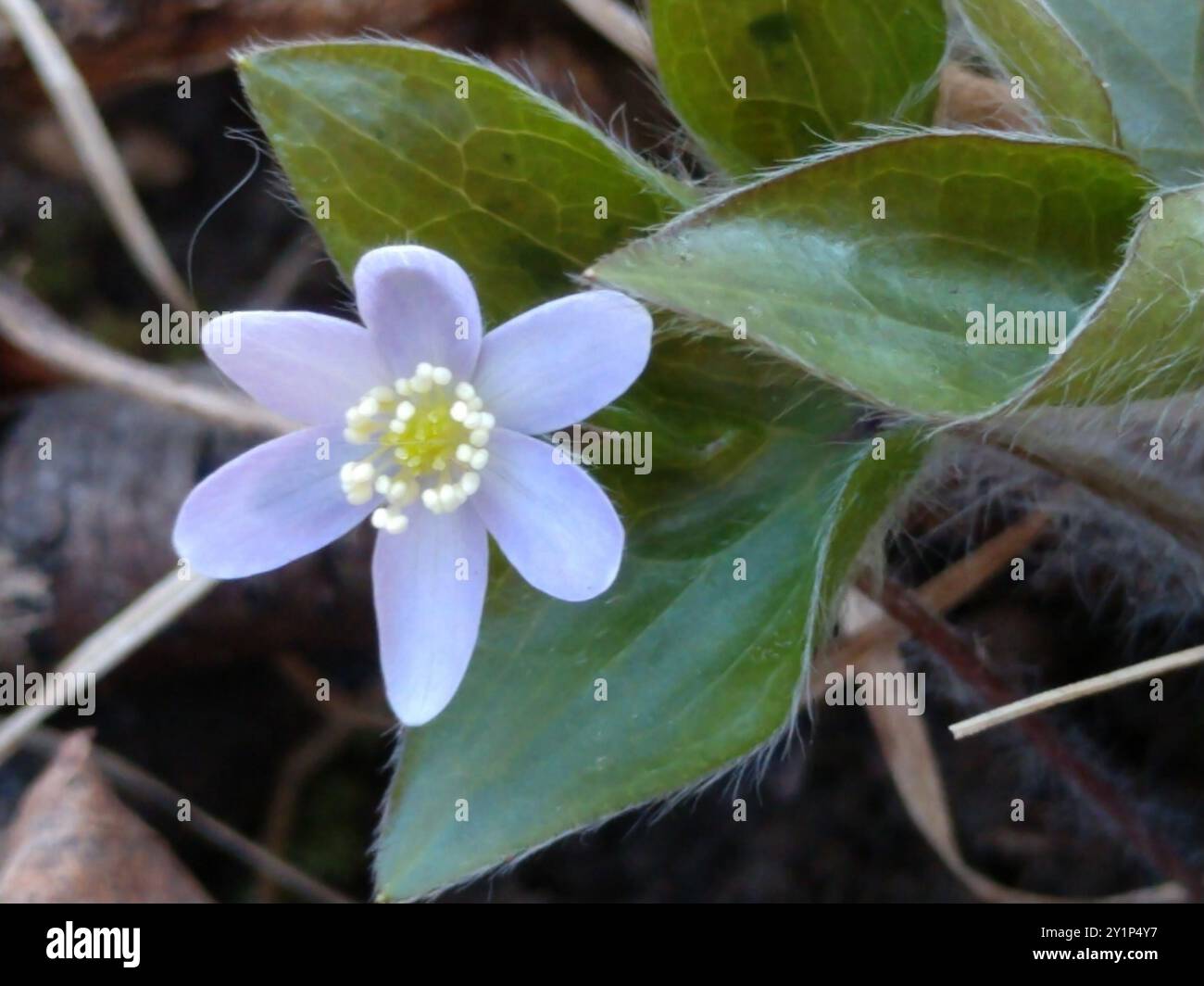 sharp-lobed hepatica (Hepatica acutiloba) Plantae Stock Photo - Alamy