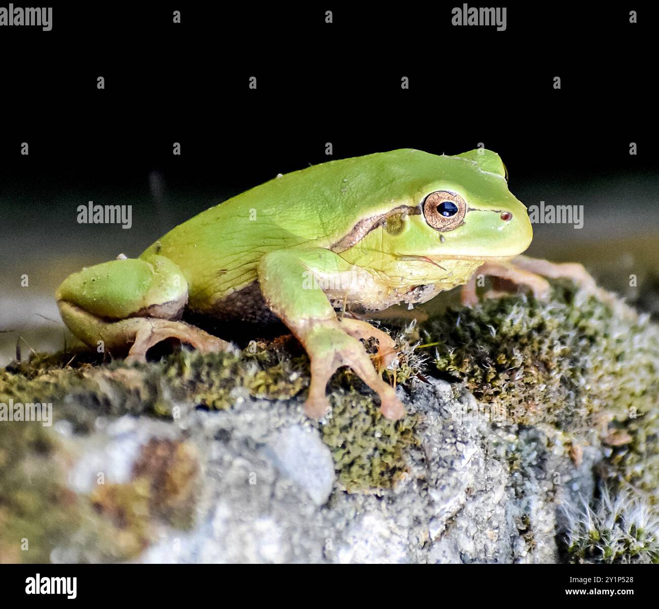 Po's Tree Frog (Hyla intermedia perrini) Amphibia Stock Photo - Alamy