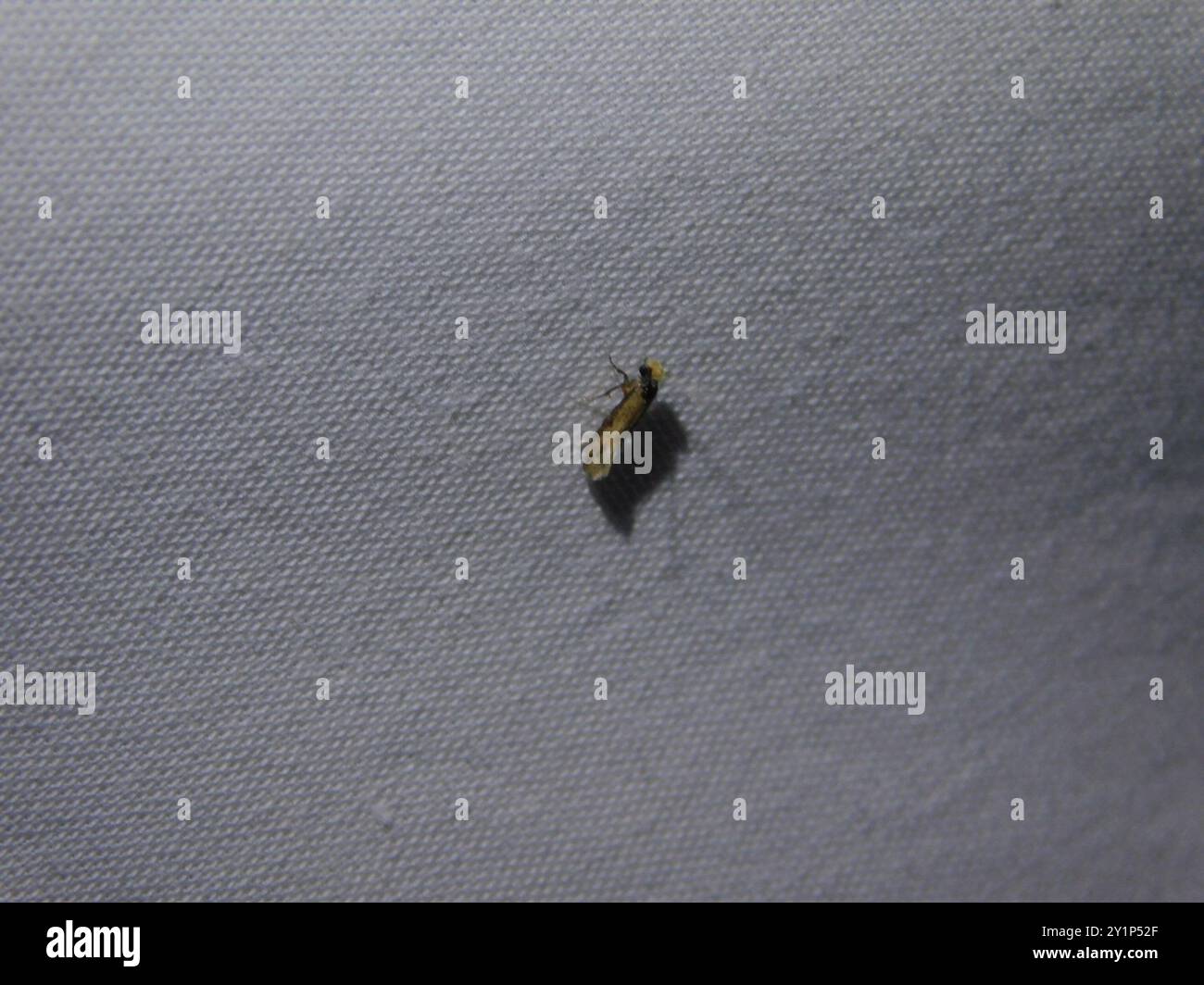 Case-bearing Clothes Moth (Tinea pellionella) Insecta Stock Photo - Alamy