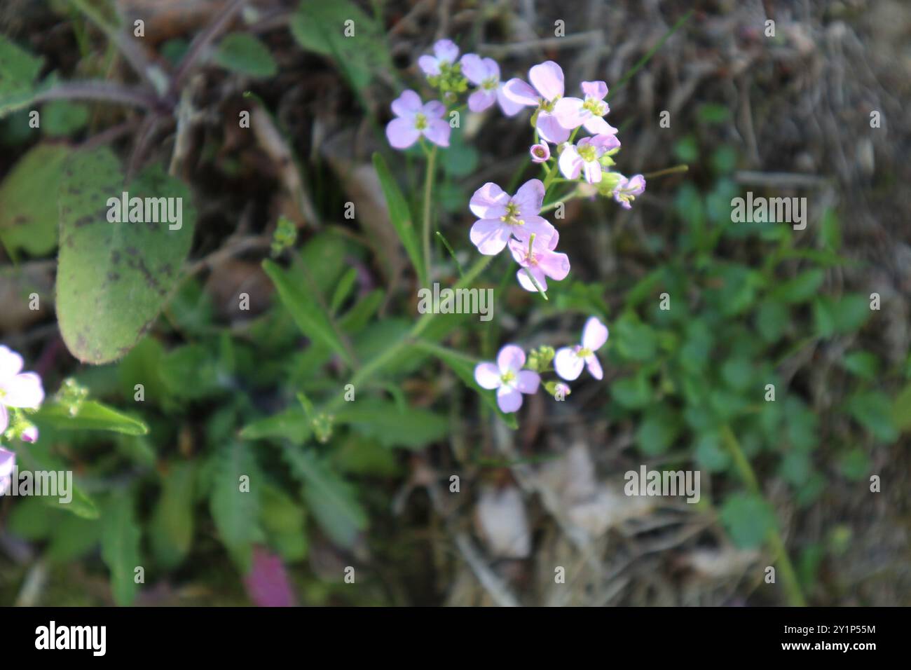 Sand Rock-cress (Arabidopsis arenosa) Plantae Stock Photo - Alamy