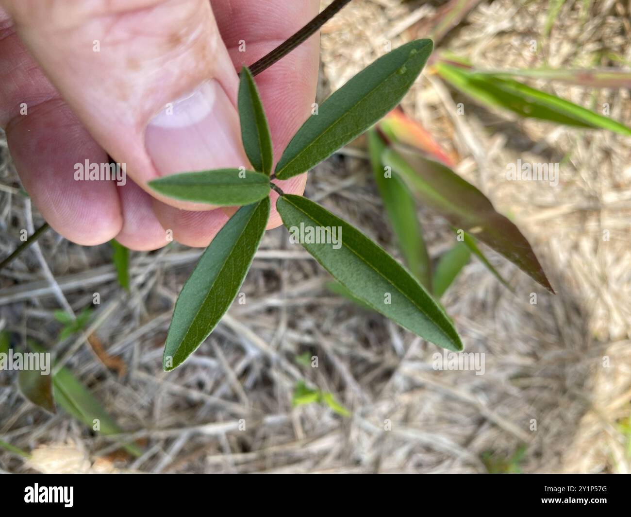 Eastern Sampson's-Snakeroot (Orbexilum psoralioides) Plantae Stock ...