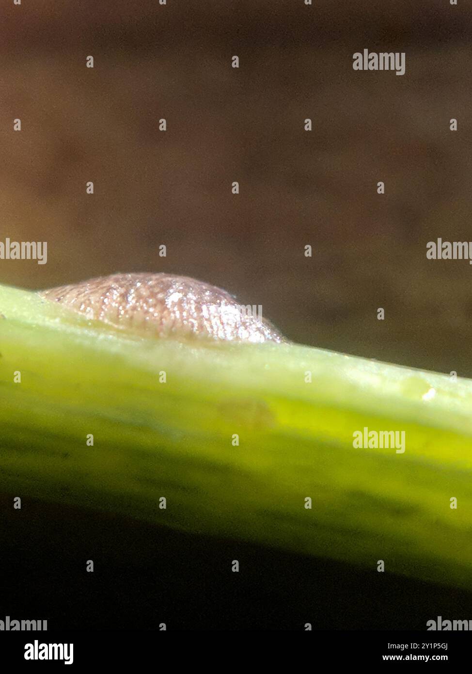 Brown Soft Scale (Coccus hesperidum) Insecta Stock Photo - Alamy